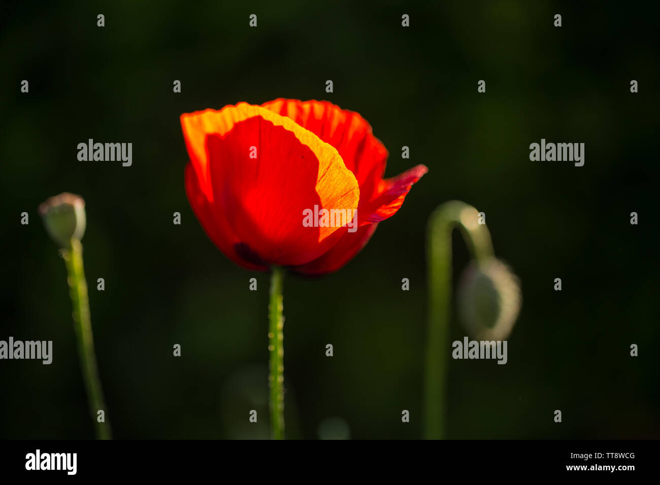 poppy flower in a beautiful background in reverse light Stock Photo - Alamy