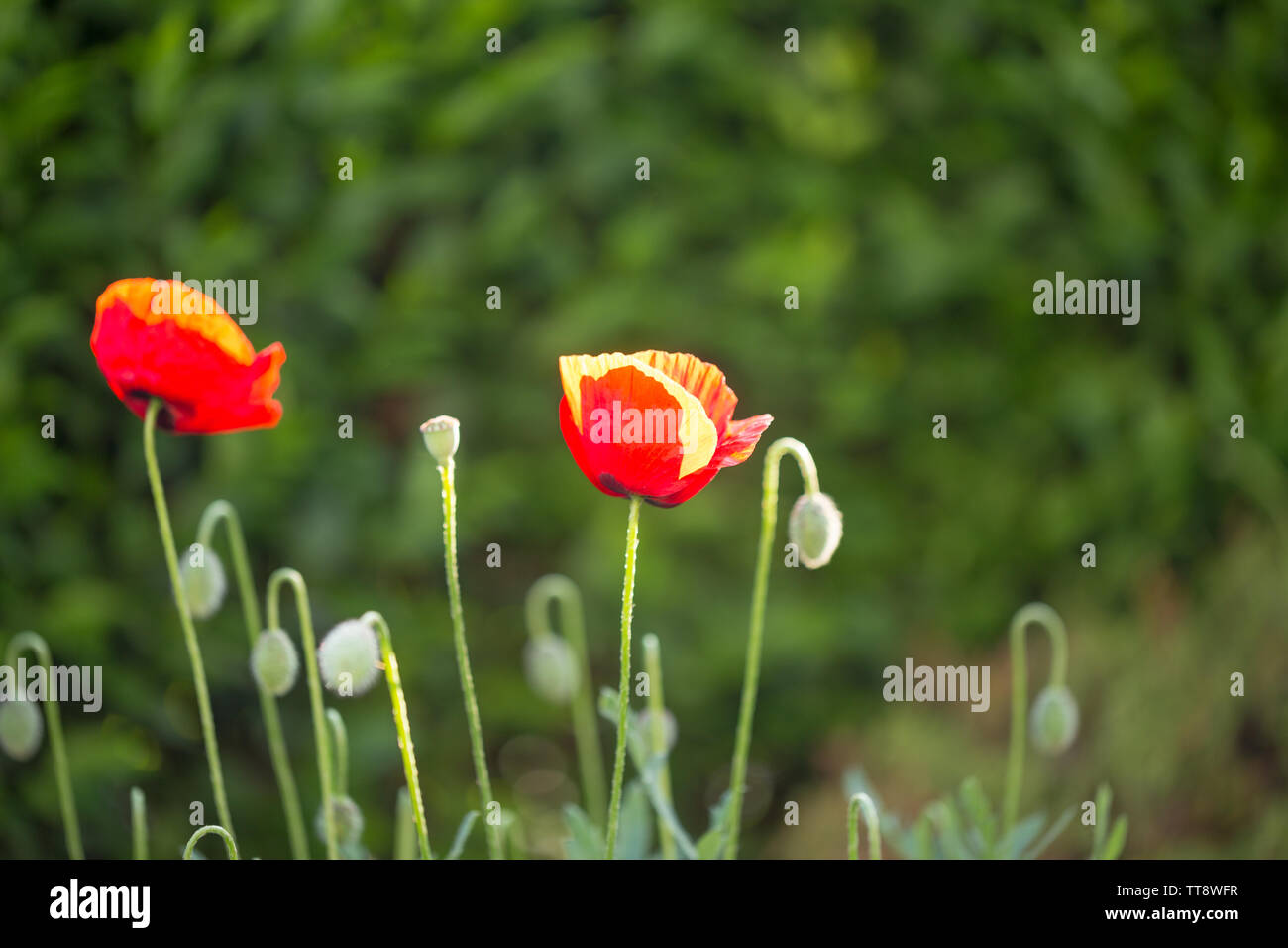 poppy flower in a beautiful background in reverse light Stock Photo - Alamy
