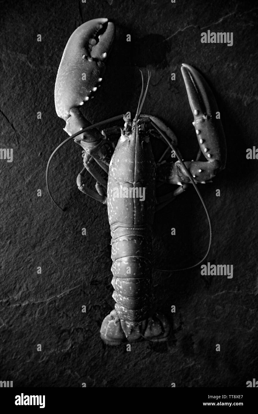 Gammarus Black and White Stock Photos & Images - Alamy