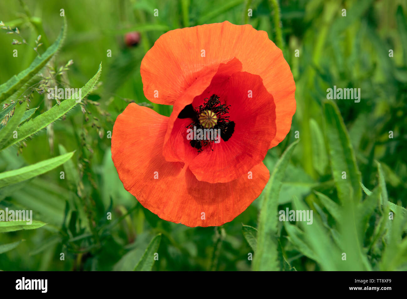 Single big red poppy flower opened in fresh green background. Grass and ...