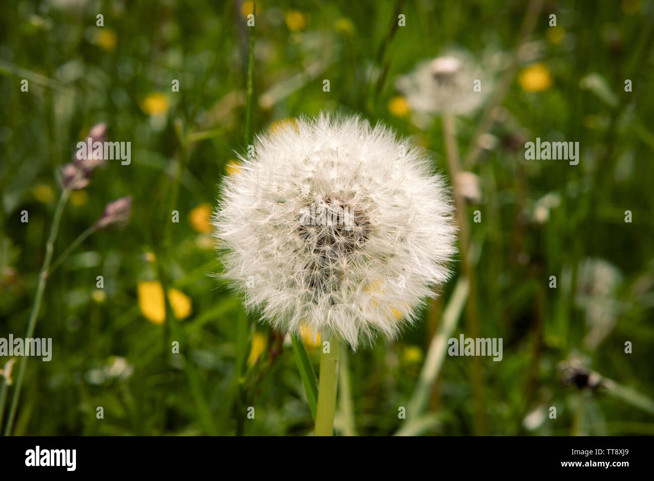 Single dandelion close up on the meadow with visible droplets of dew ...