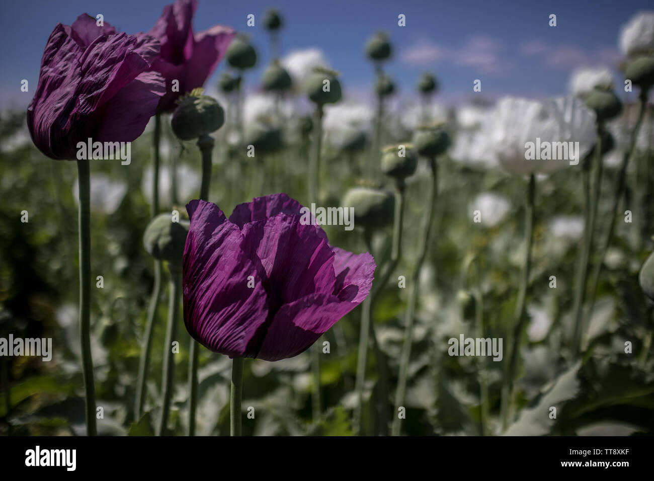 field of opium alkaloids poppy plant and flowering. It is important in ...