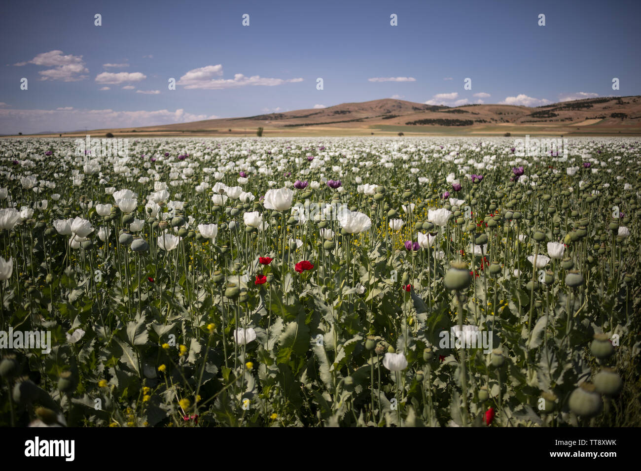 field of opium alkaloids poppy plant and flowering. It is important in ...