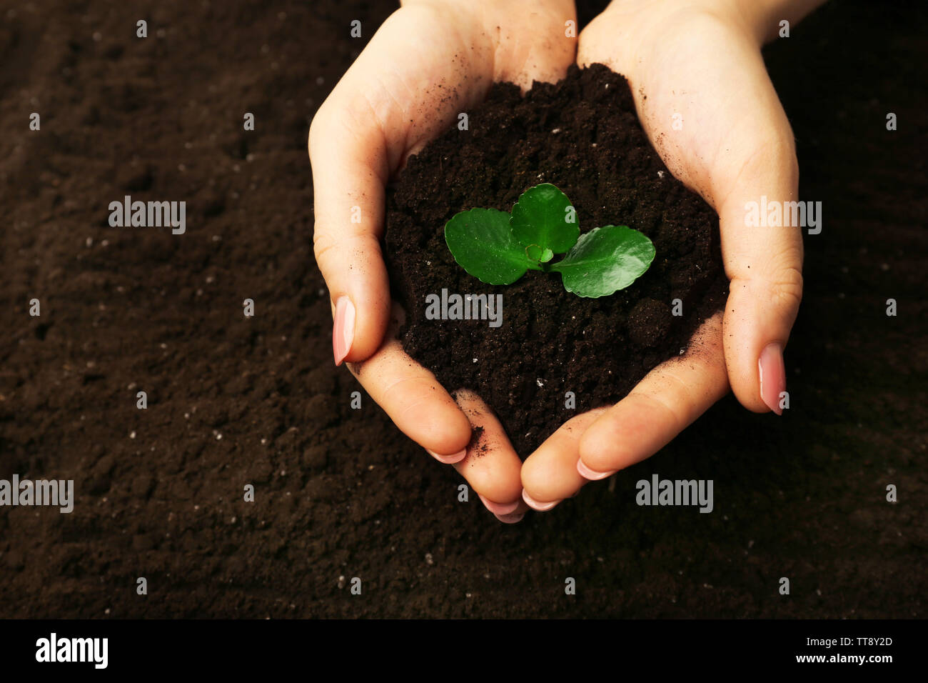 Female handful of soil with small green plant, closeup Stock Photo - Alamy