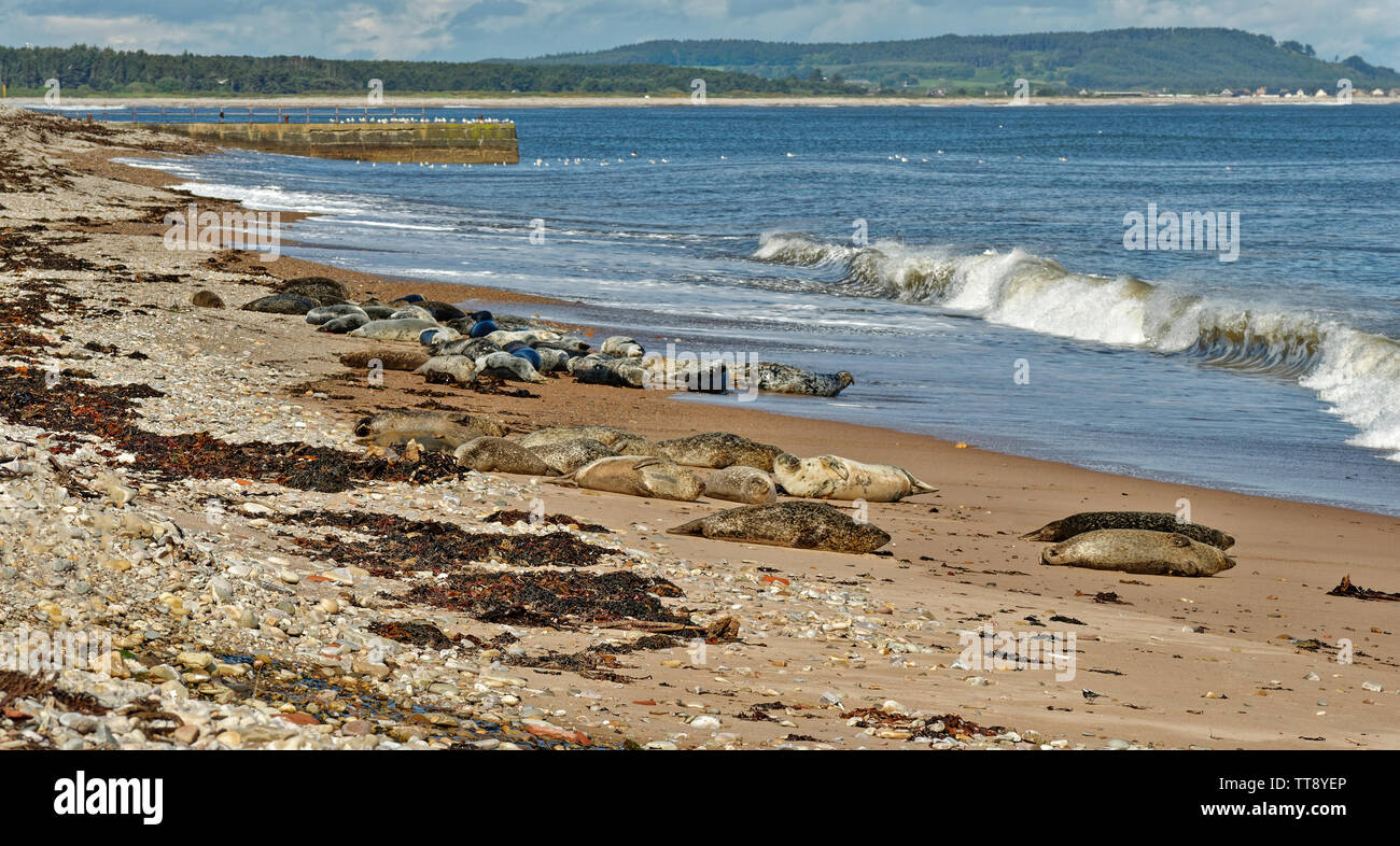 PORTGORDON BEACH MORAY SCOTLAND COMMON SEALS HAULED UP ON THE SAND WITH ...