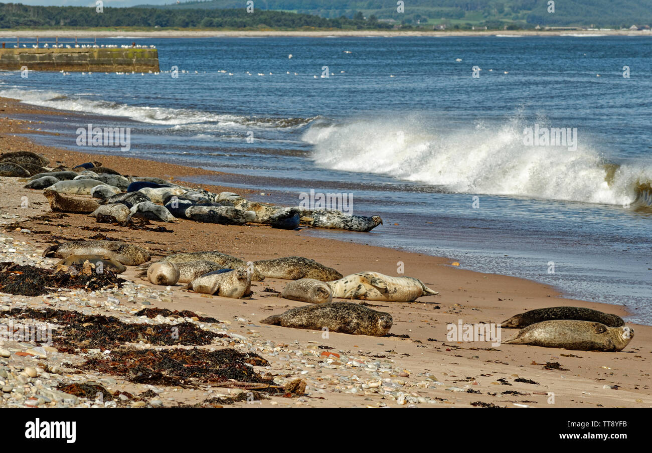 PORTGORDON BEACH MORAY SCOTLAND COMMON SEALS LYING ON THE SAND BELOW ...
