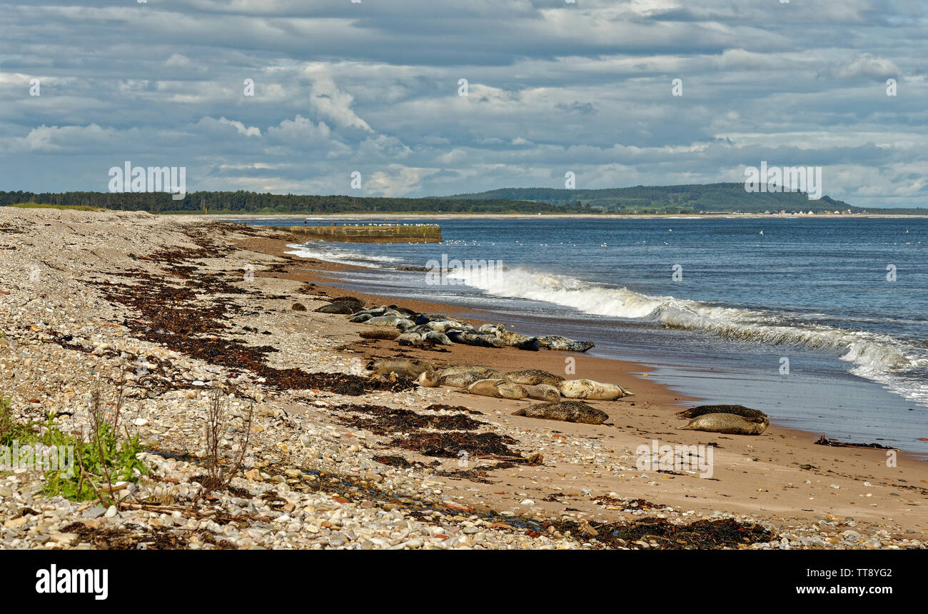 PORTGORDON BEACH MORAY SCOTLAND COMMON SEALS LYING ON THE SAND BELOW ...