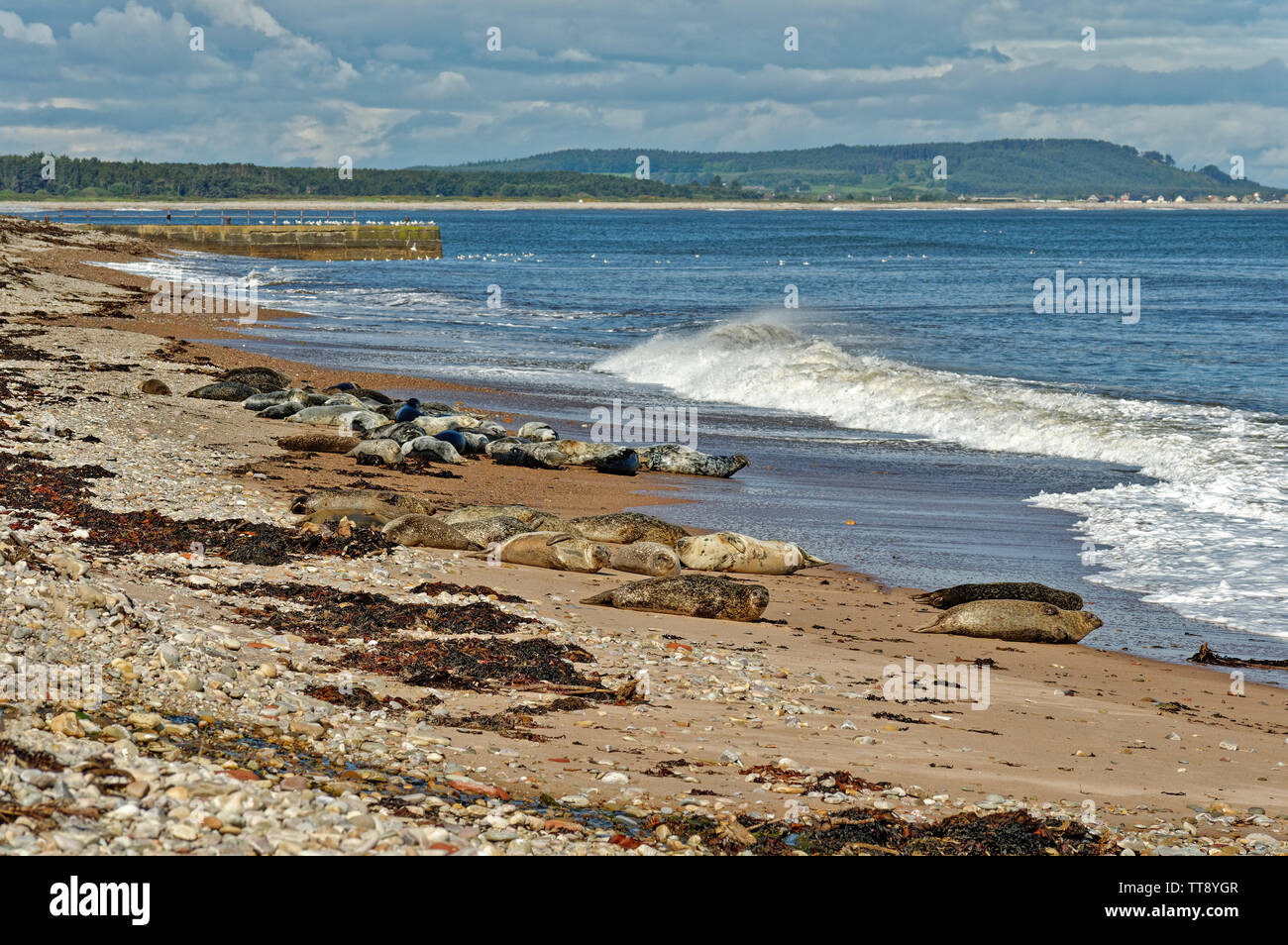PORTGORDON BEACH MORAY SCOTLAND COMMON SEALS LYING ON THE SAND WITH ...