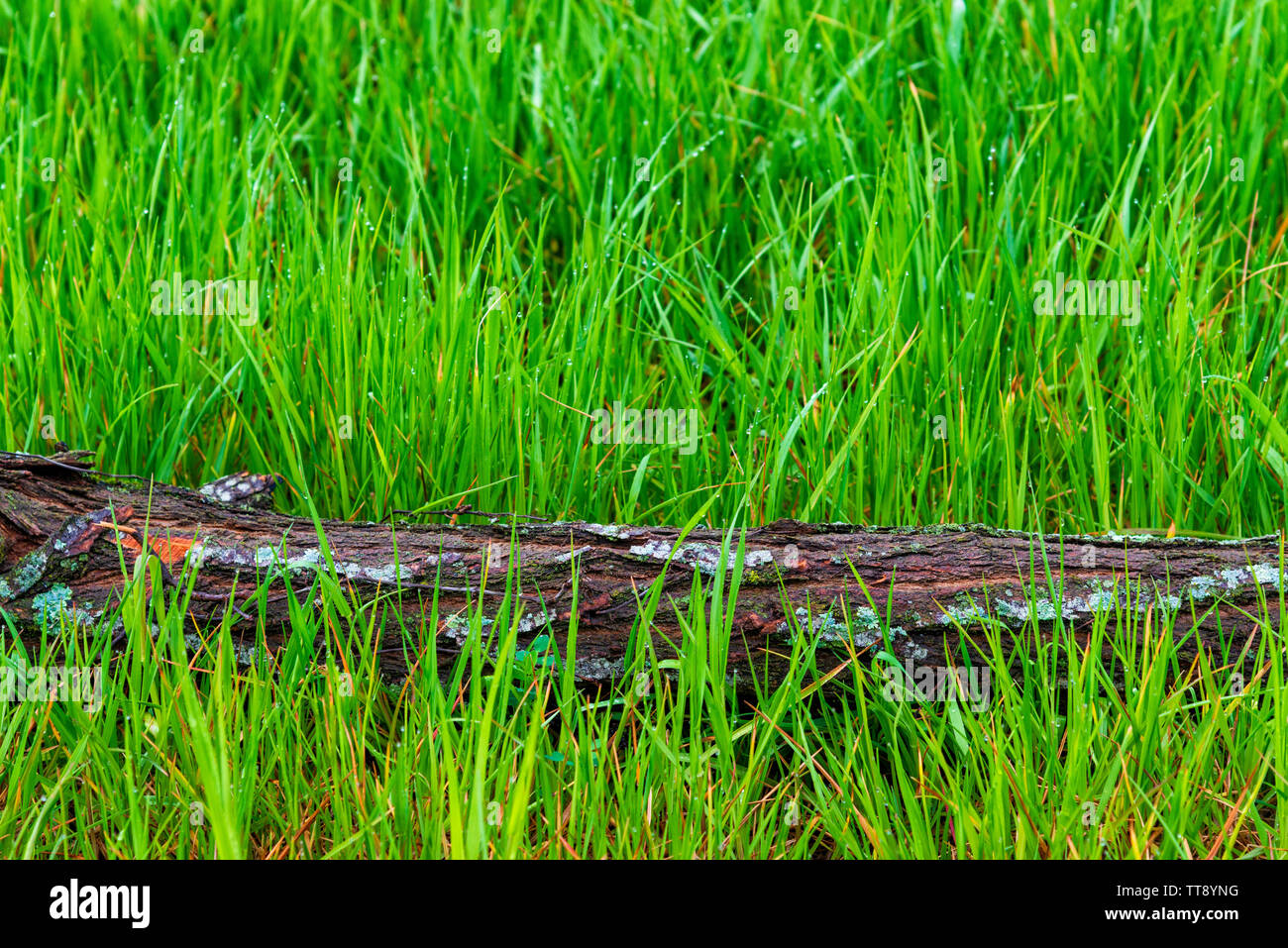Horizontal shot of a fallen tree trunk laying horizontally across wet ...