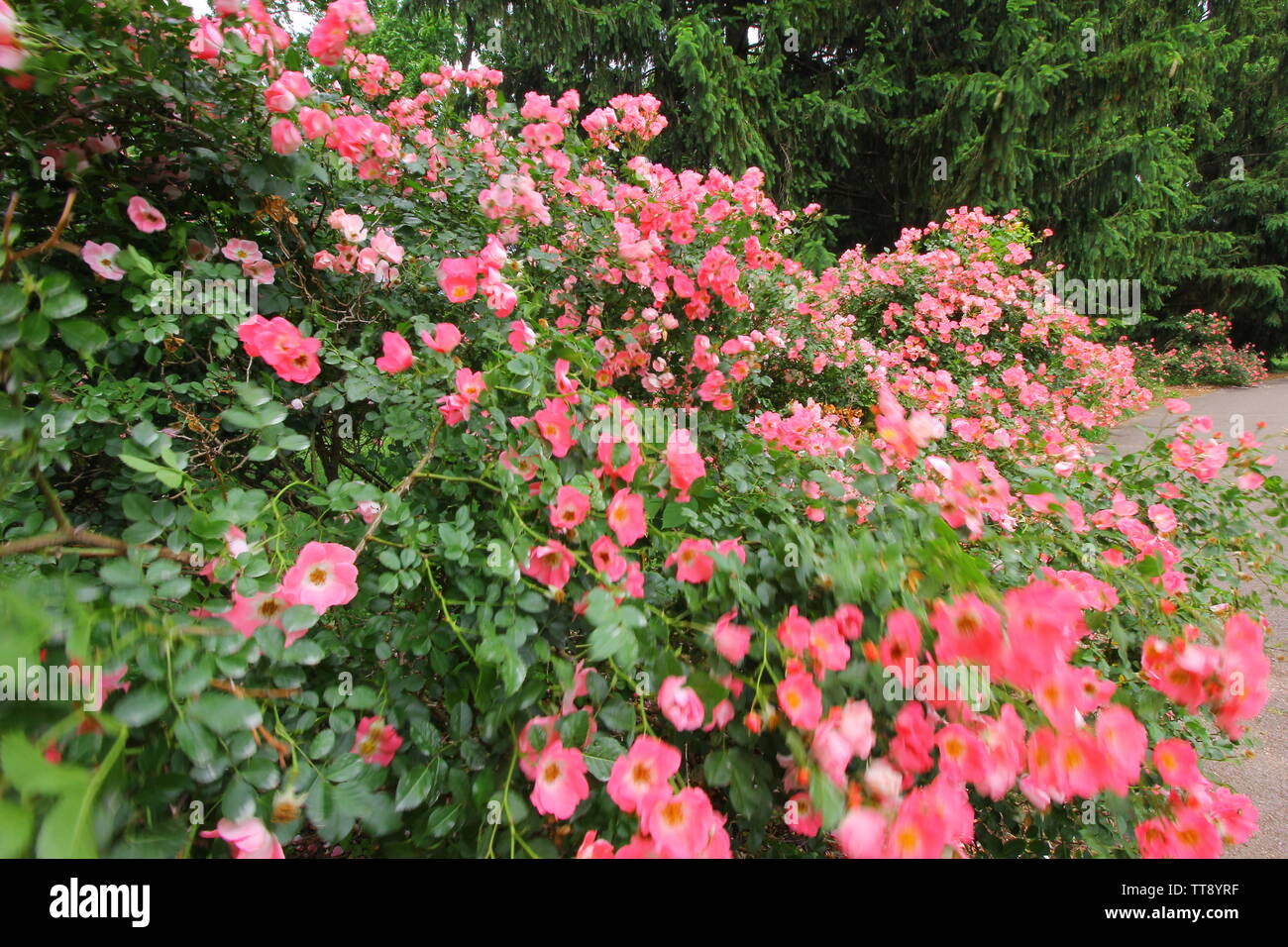 Park of Roses, Columbus, Ohio Stock Photo - Alamy