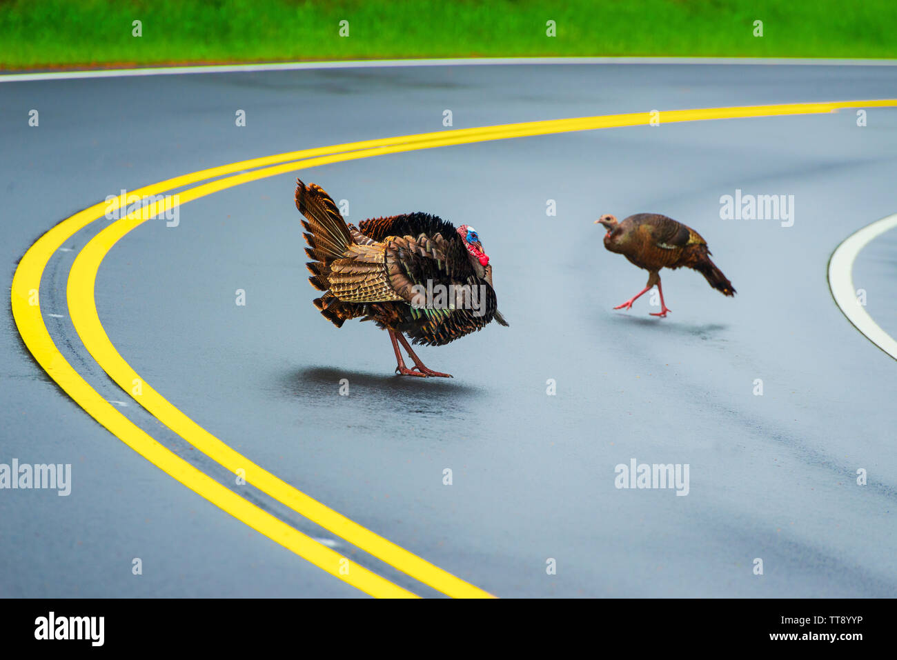 Horizontal shot of a big male turkey watching a female turkey cross the ...