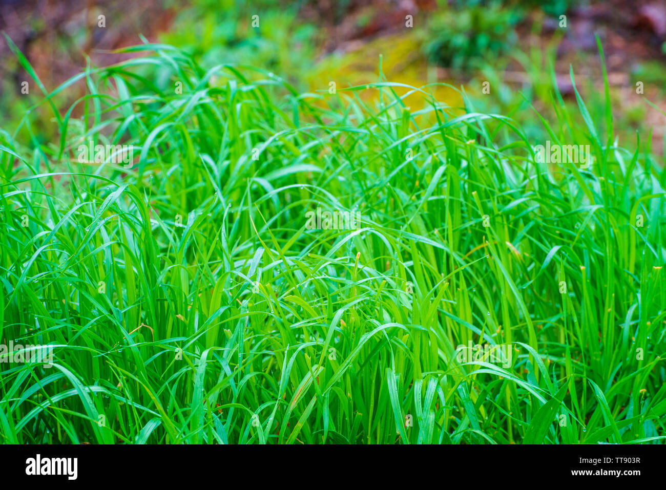 Horizontal background hi-res stock photography and images - Alamy