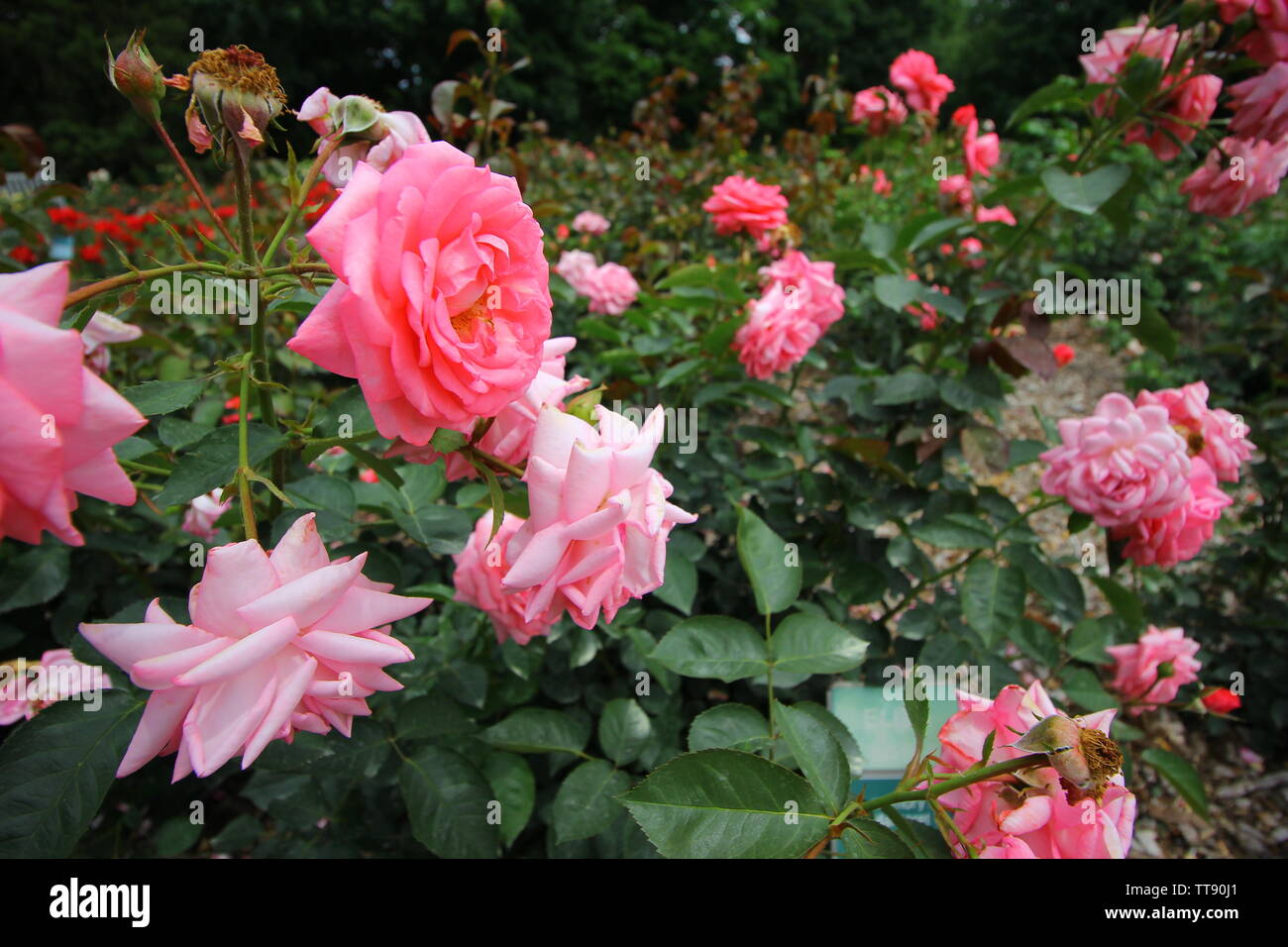 Park of Roses, Columbus, Ohio Stock Photo - Alamy