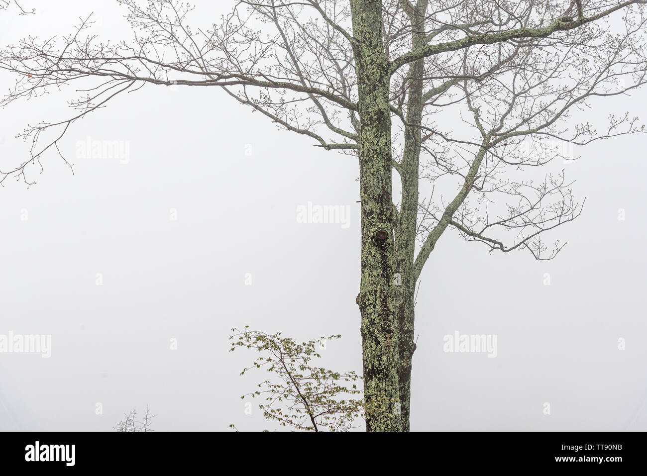 Heavy tree trunk hi-res stock photography and images - Alamy