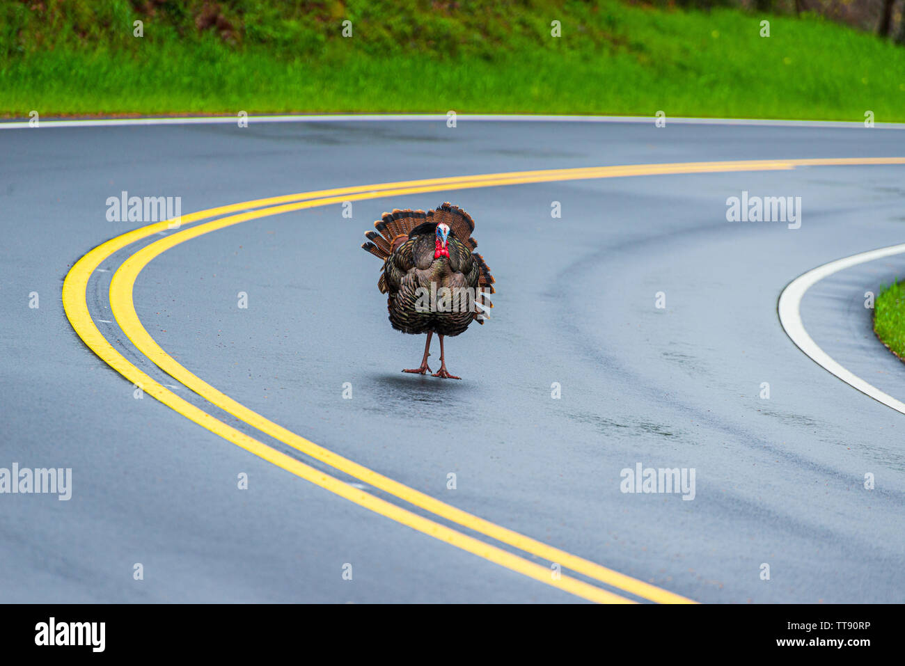 Gobble road hi-res stock photography and images - Alamy