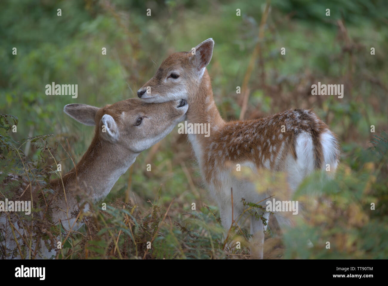 Fallow deer fawns hi-res stock photography and images - Alamy