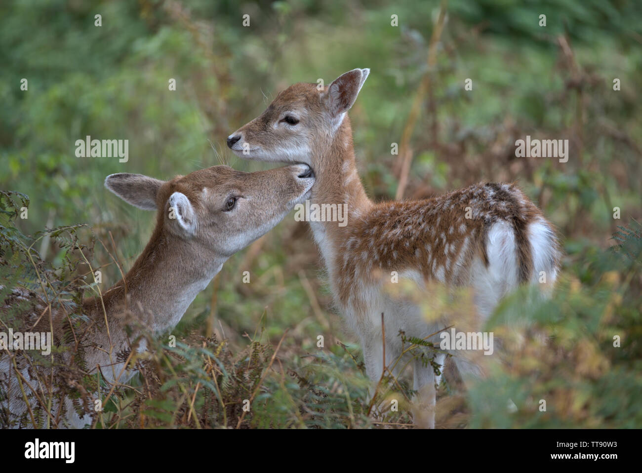 Fallow deer fawns hi-res stock photography and images - Alamy