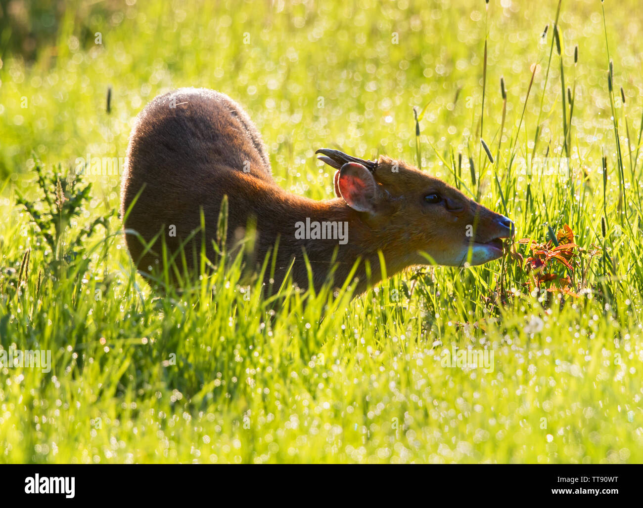 Buck feeding hi-res stock photography and images - Alamy