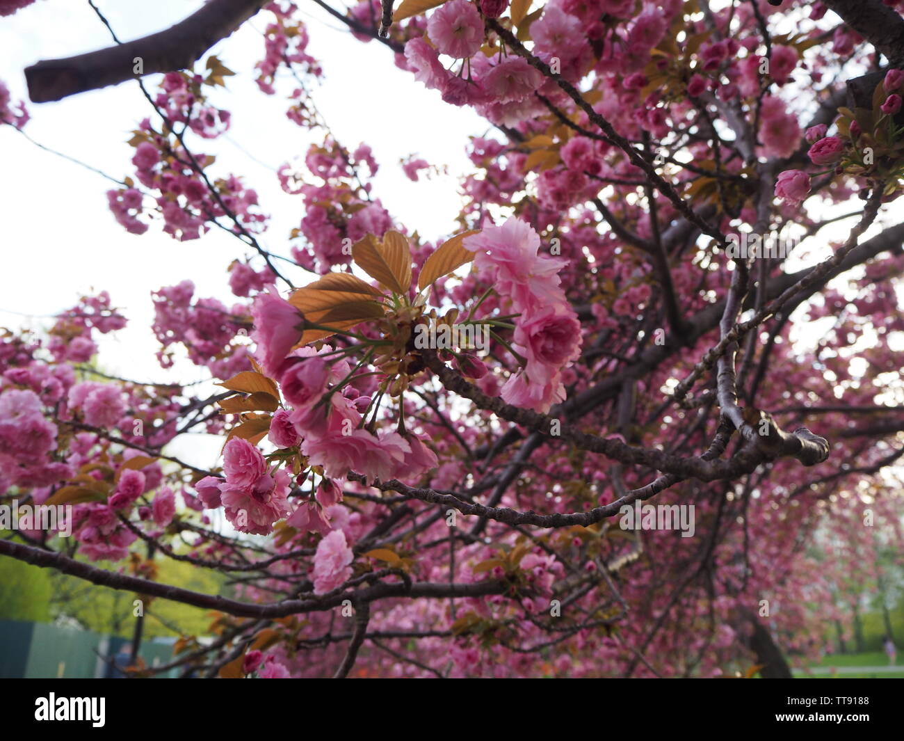 Cherry Blossom Tree Stock Photo - Alamy