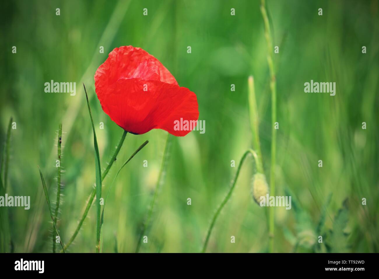 Beautiful red poppies sunset hi-res stock photography and images - Alamy