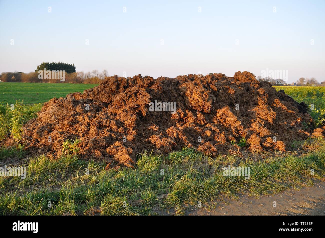 cow manure in a field Stock Photo - Alamy