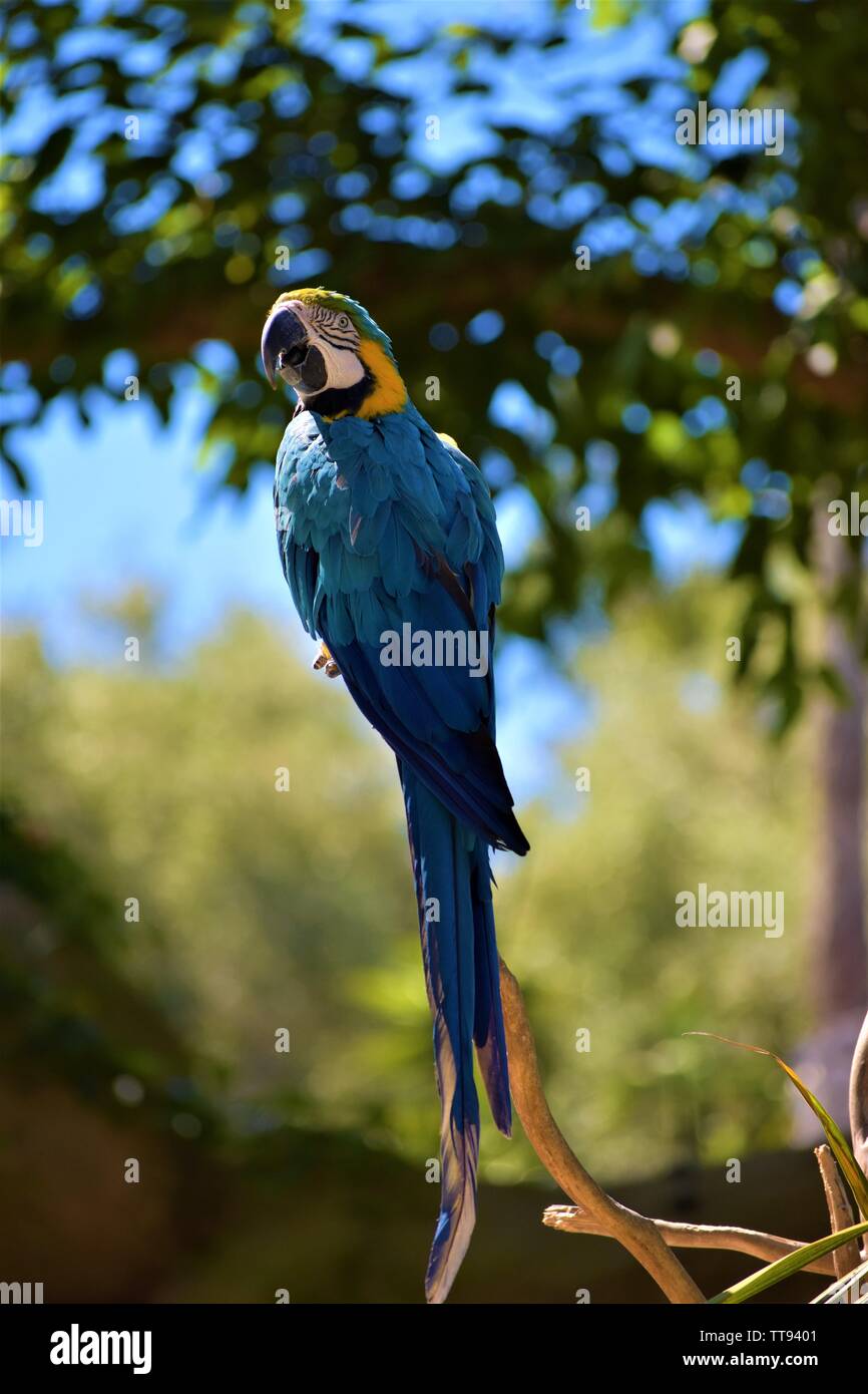 Blue Macaw Posing Stock Photo - Alamy