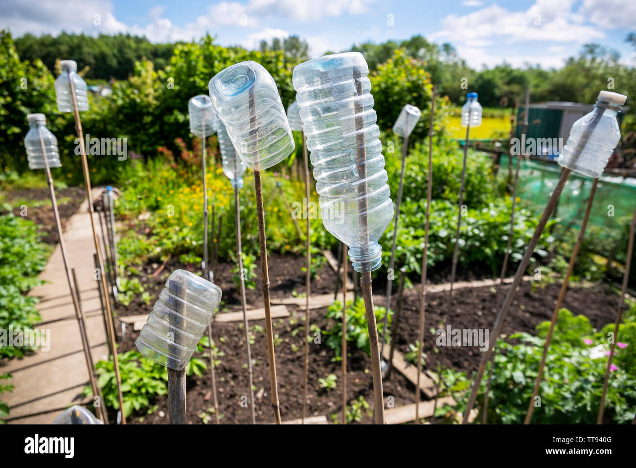Plastic drinks bottles being used as a bird frightener and insect ...