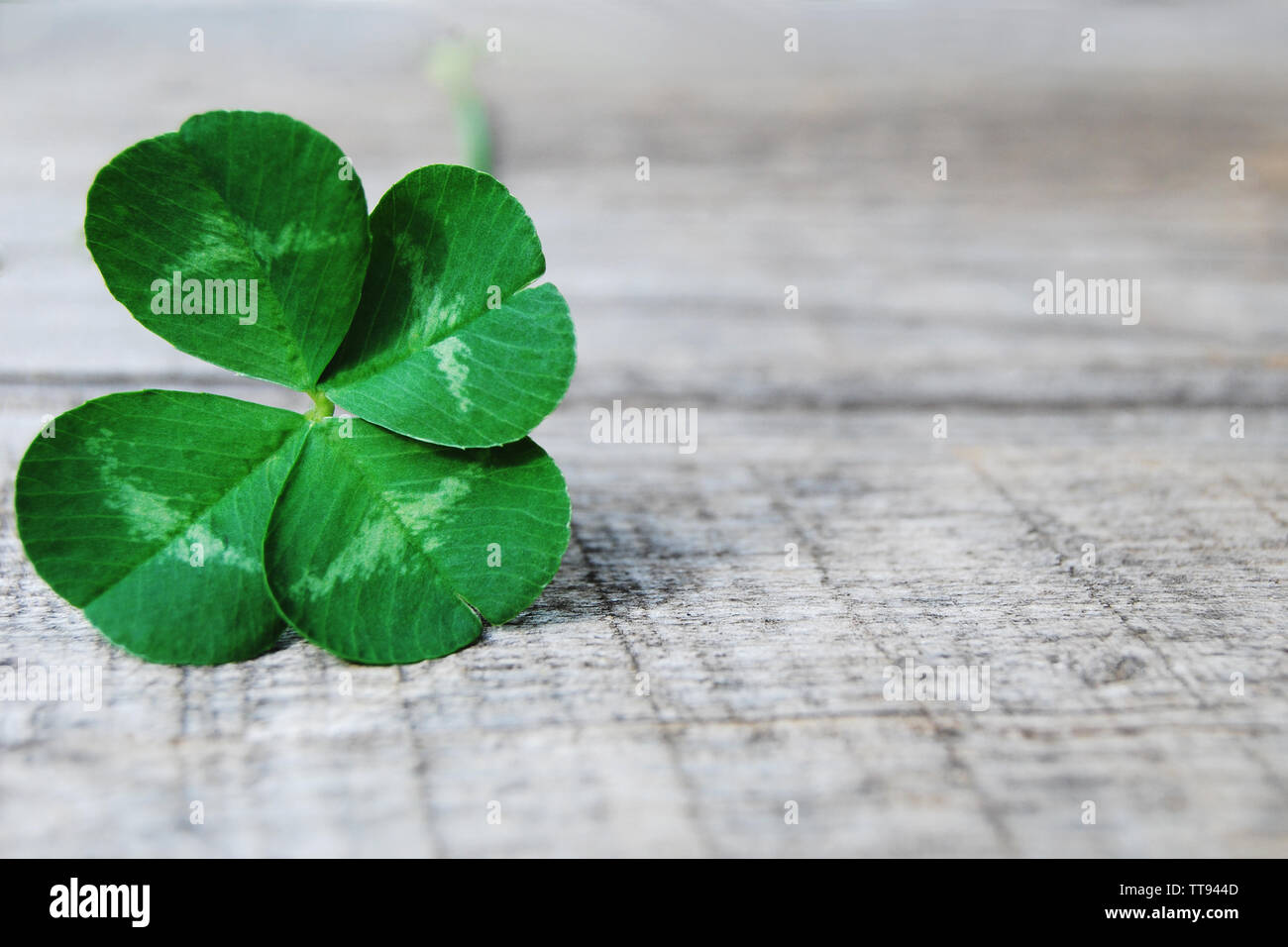 Real four-leaf clover on old gray wooden board background, close up ...
