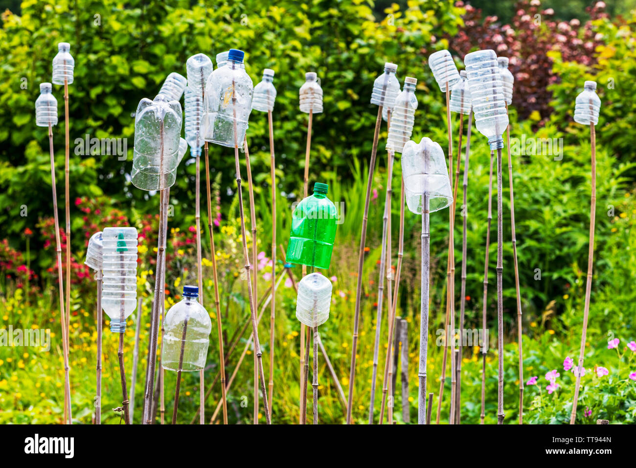 Plastic drinks bottles being used as an insect and bird repellent in an ...