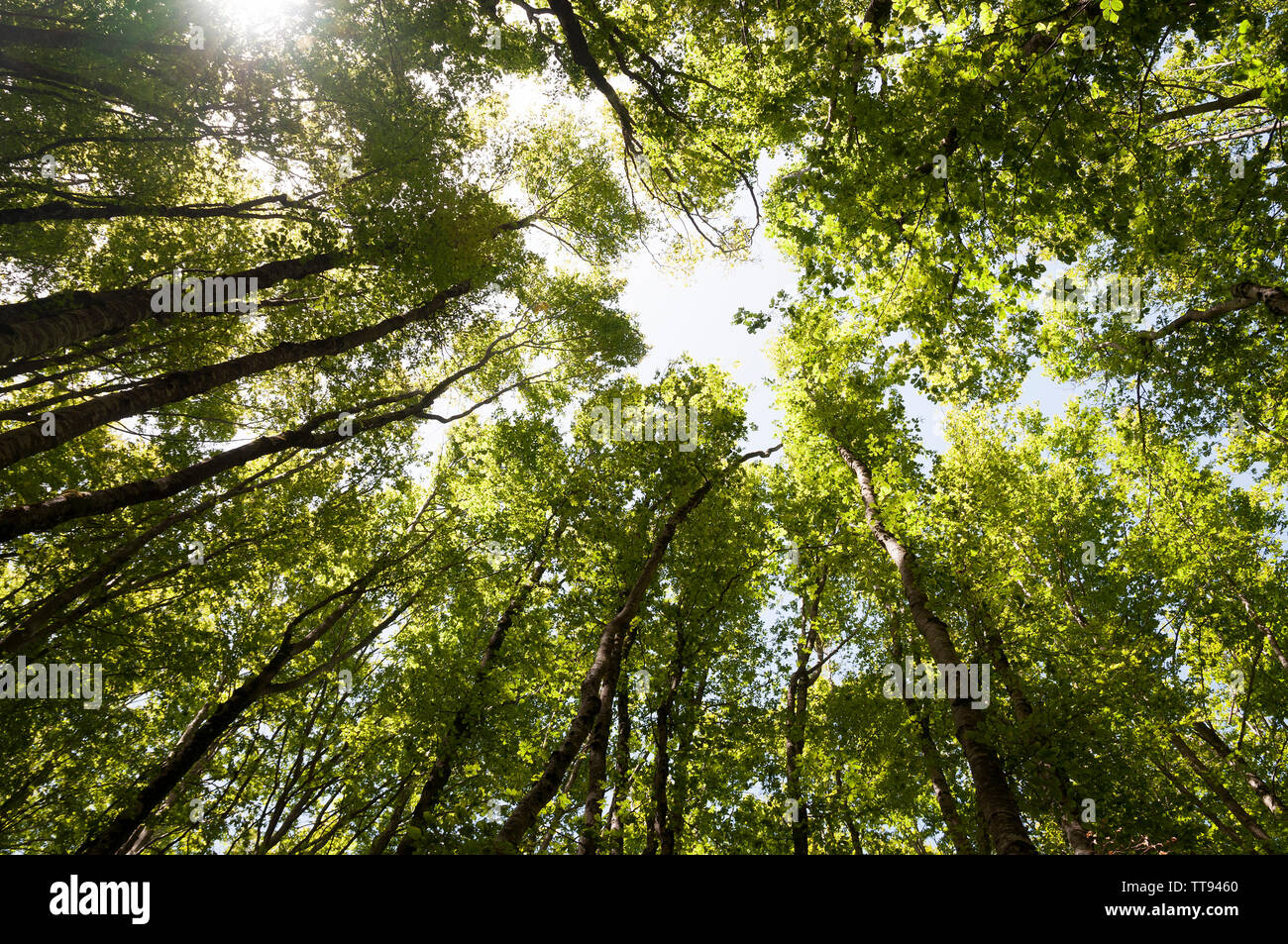 A grove of beech trees Stock Photo - Alamy