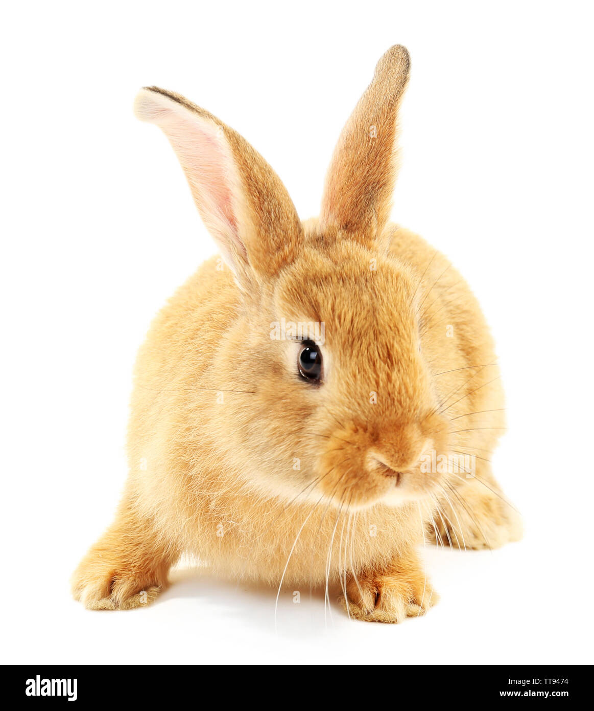 Cute brown rabbit isolated on white Stock Photo - Alamy