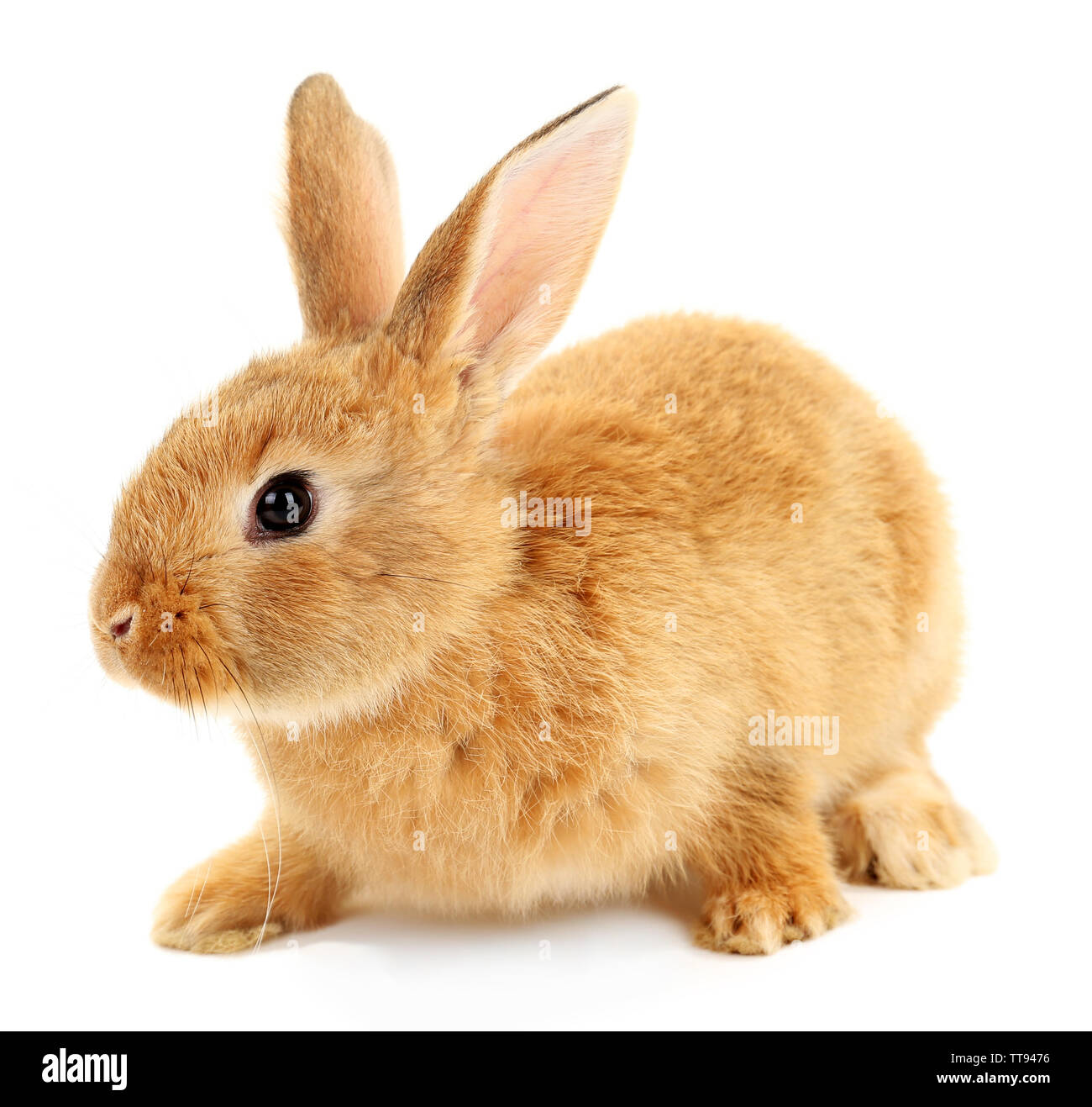 Cute brown rabbit isolated on white Stock Photo - Alamy