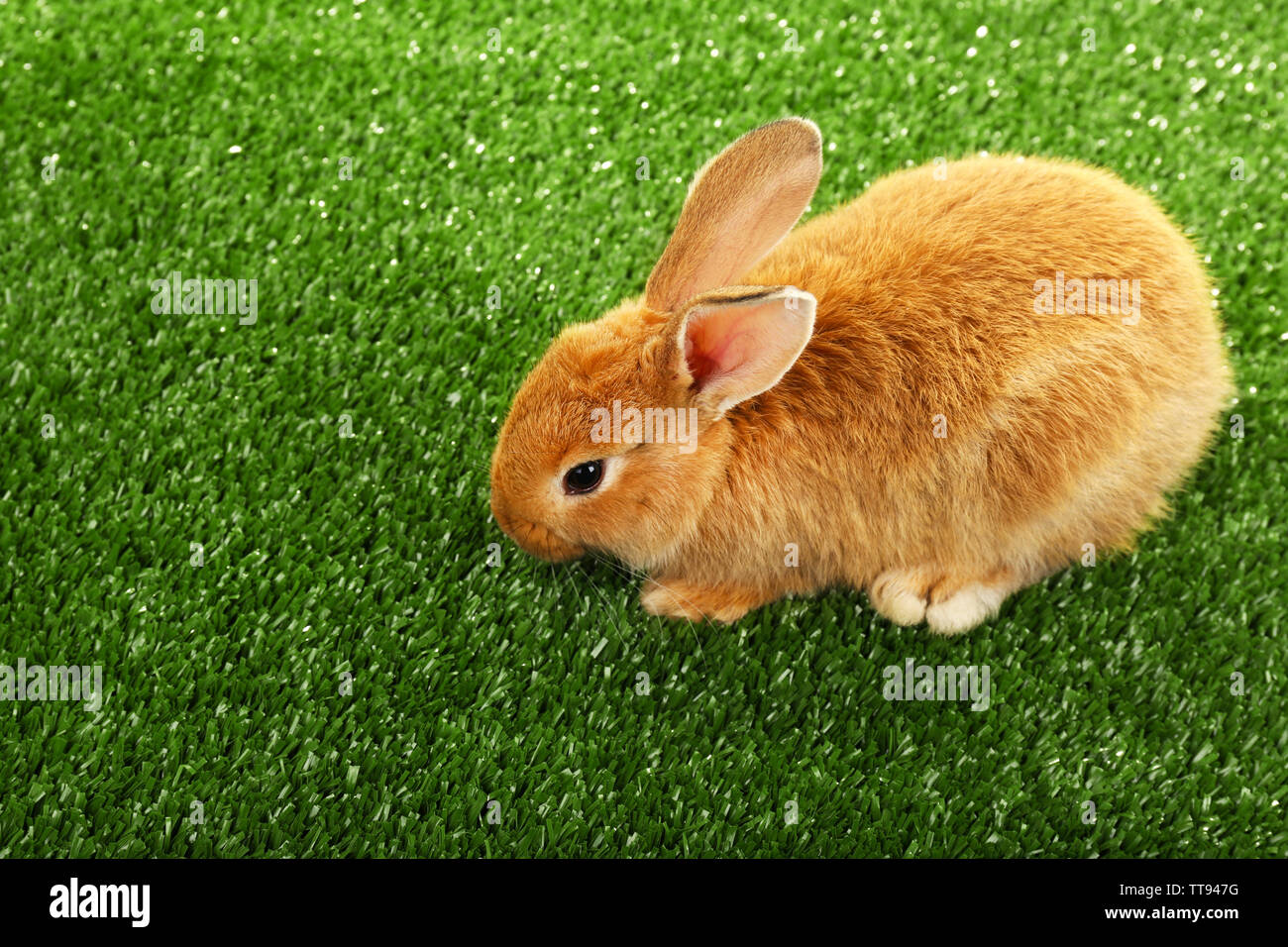 Cute brown rabbit on green grass background Stock Photo - Alamy