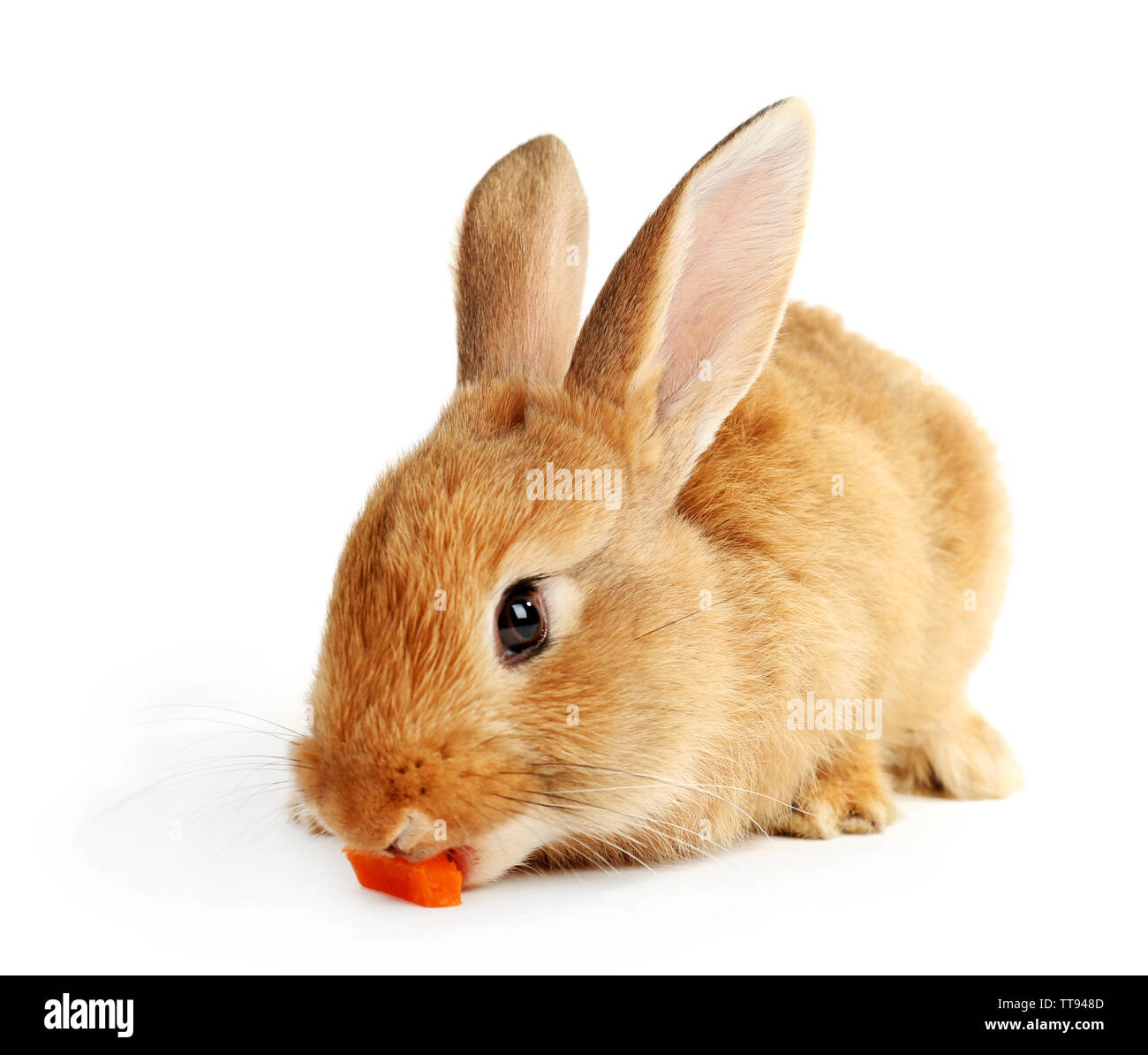 Cute brown rabbit isolated on white Stock Photo - Alamy
