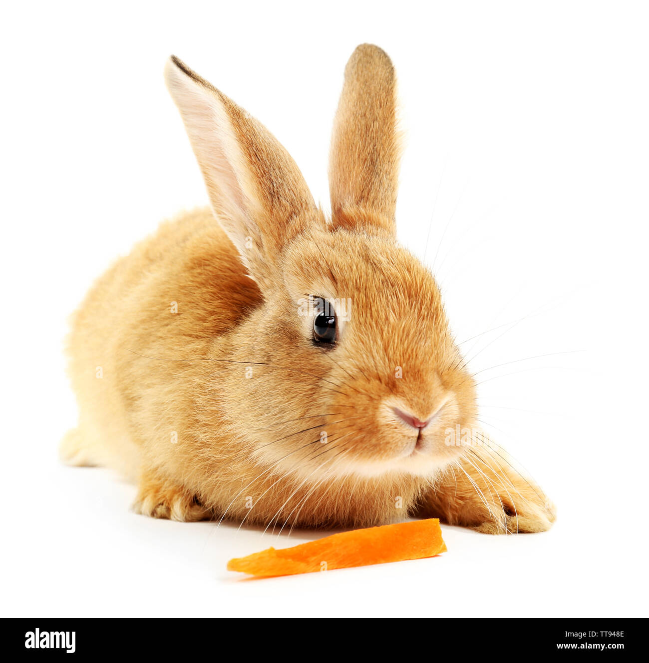 Cute brown rabbit isolated on white Stock Photo - Alamy
