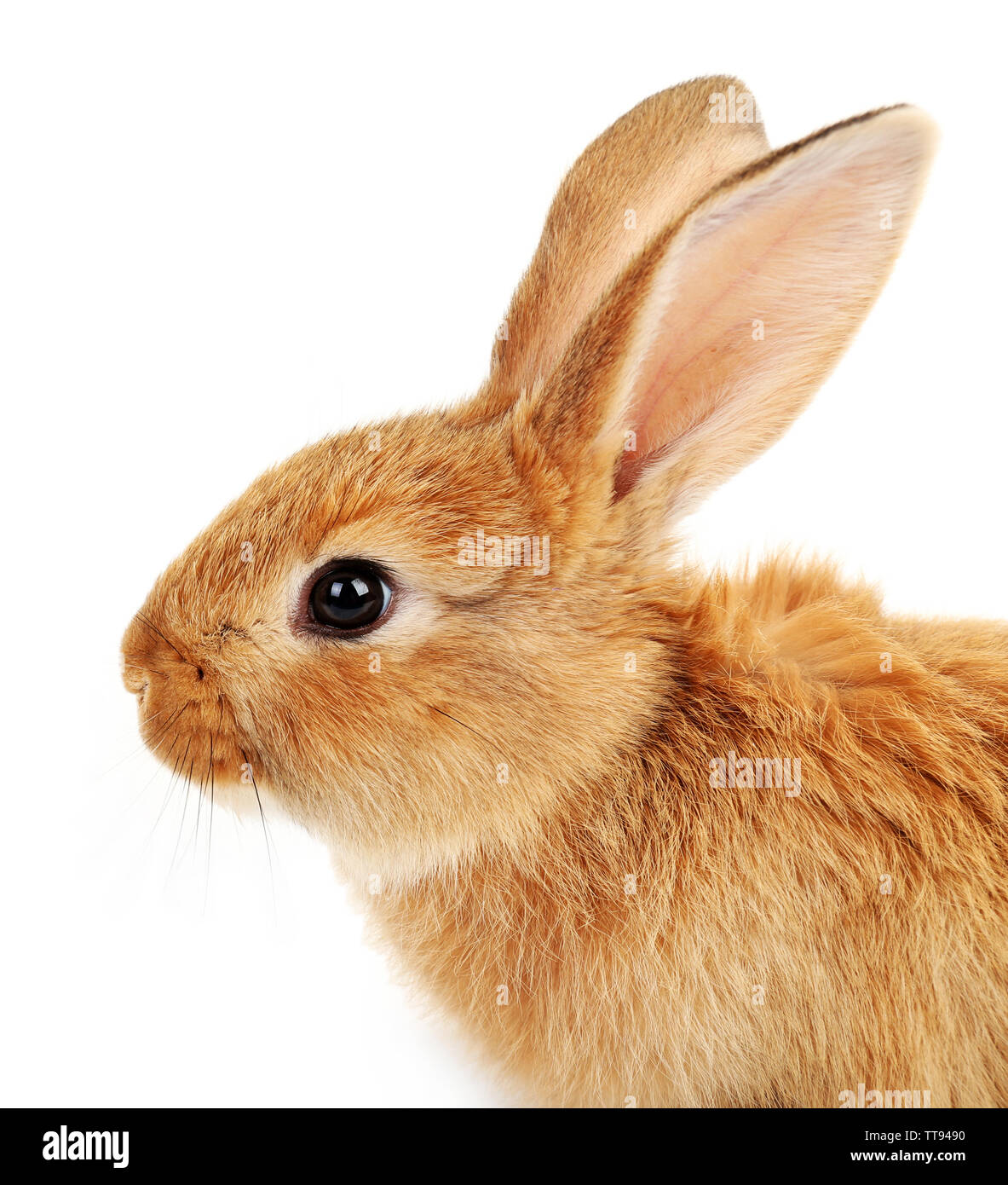 Cute brown rabbit isolated on white Stock Photo - Alamy