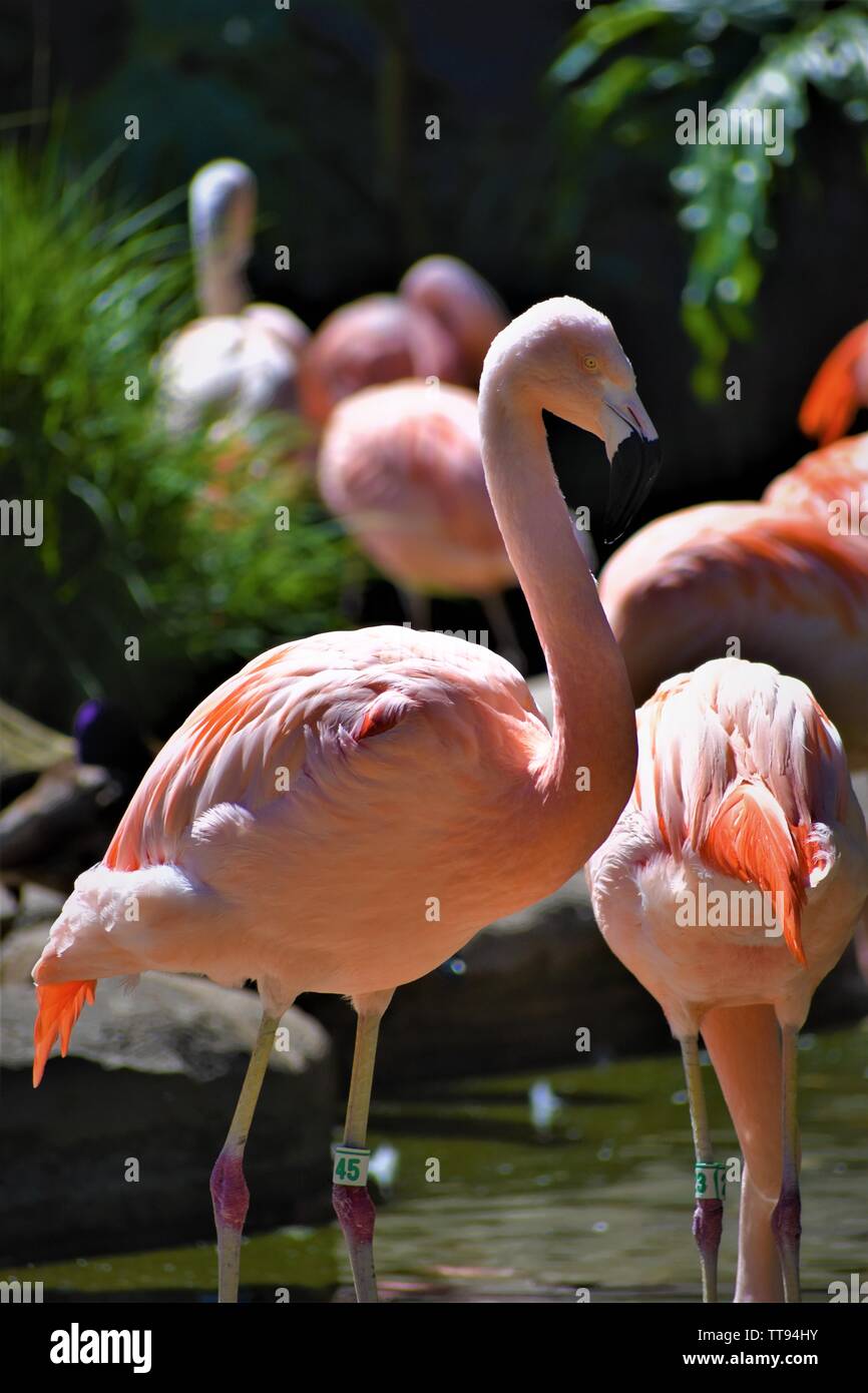 Flamingo's Stock Photo - Alamy