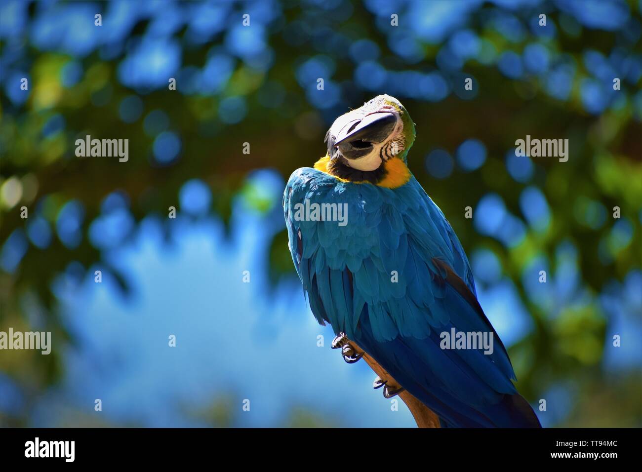 Blue Macaw Posing Stock Photo - Alamy