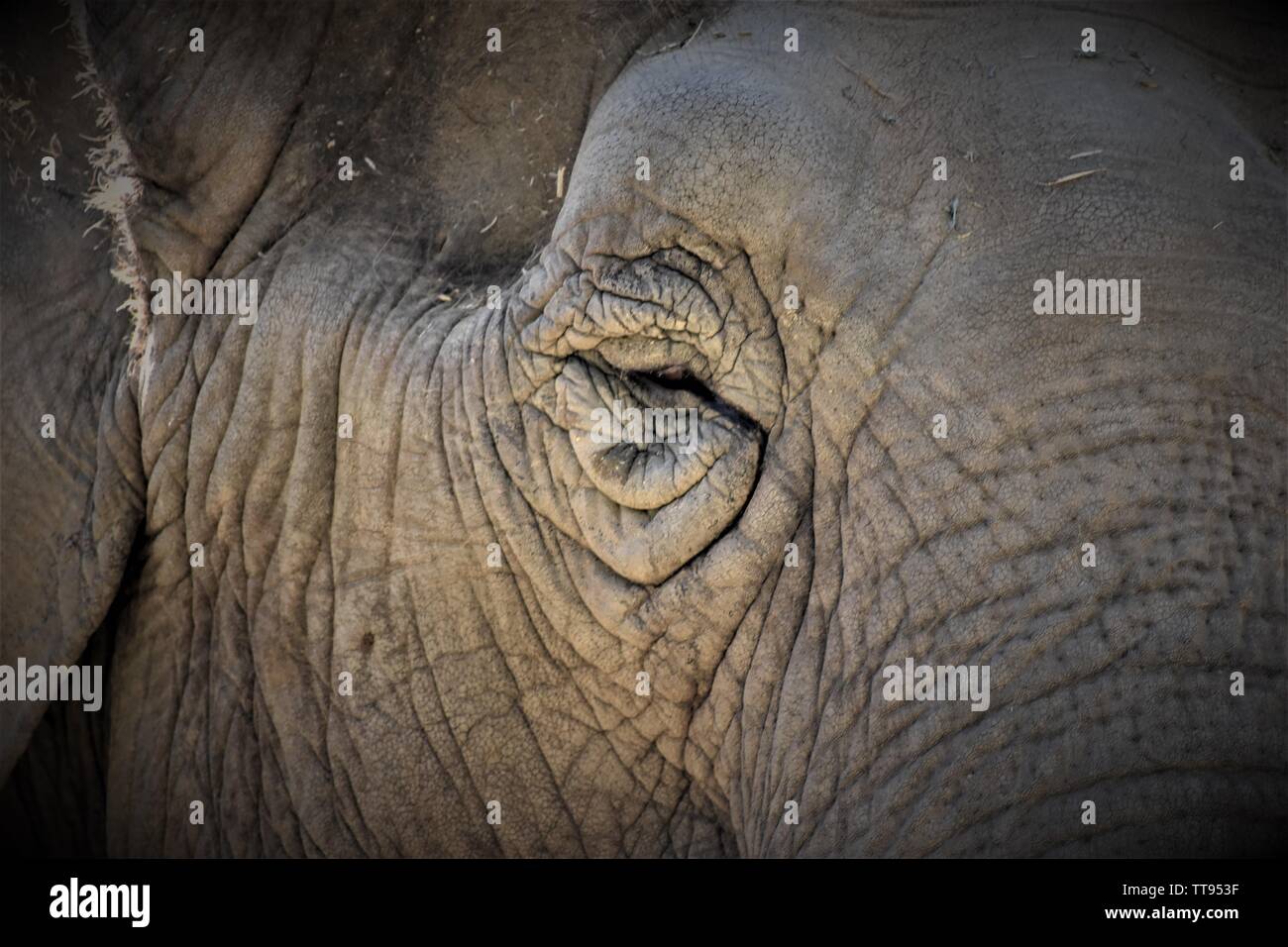 Eye of the Elephant Stock Photo - Alamy