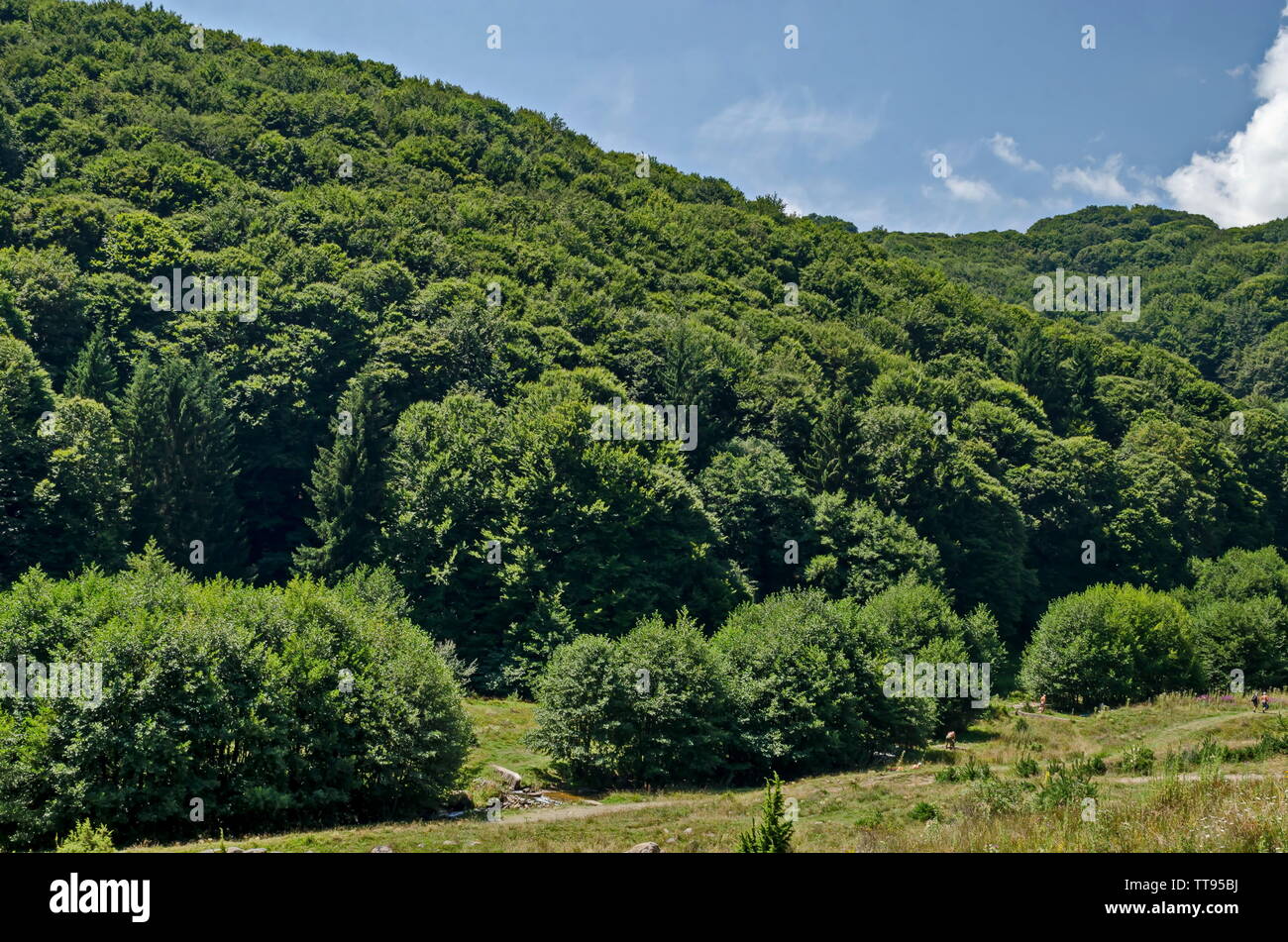 Summer forest with deciduous fresh trees and bush in the Vitosha ...