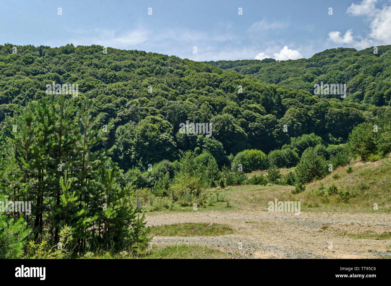 Summer forest with deciduous fresh trees and bush in the Vitosha ...