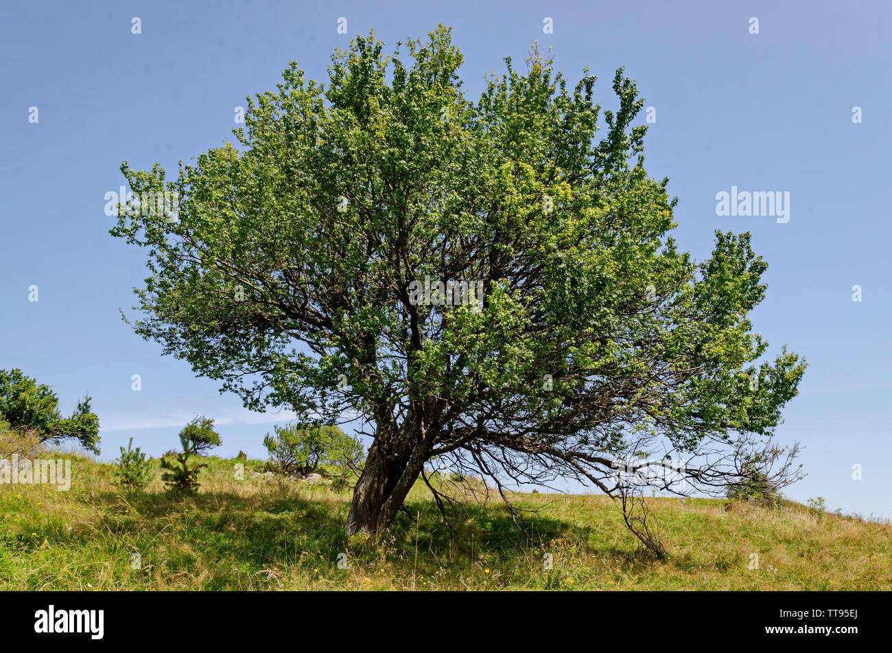 Plum slope hi-res stock photography and images - Alamy