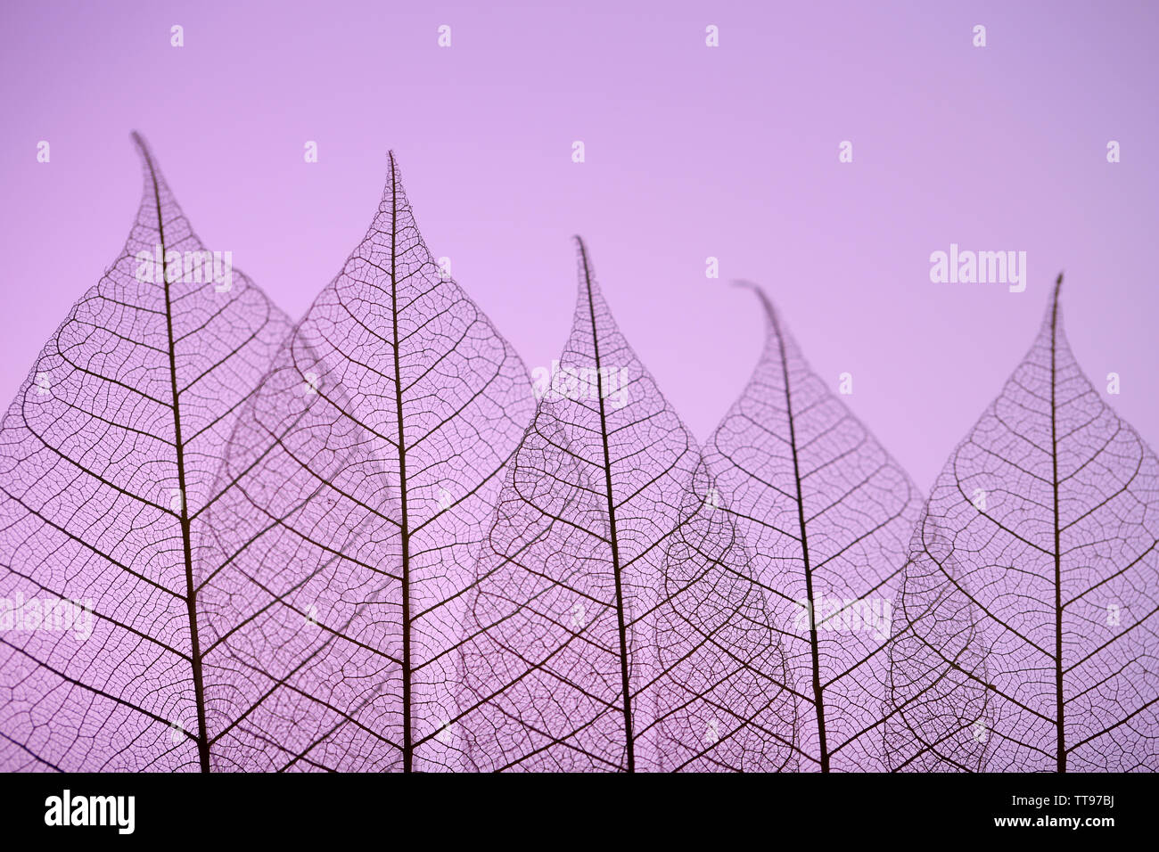 Macro shot transparent leaves skeleton hi-res stock photography and ...