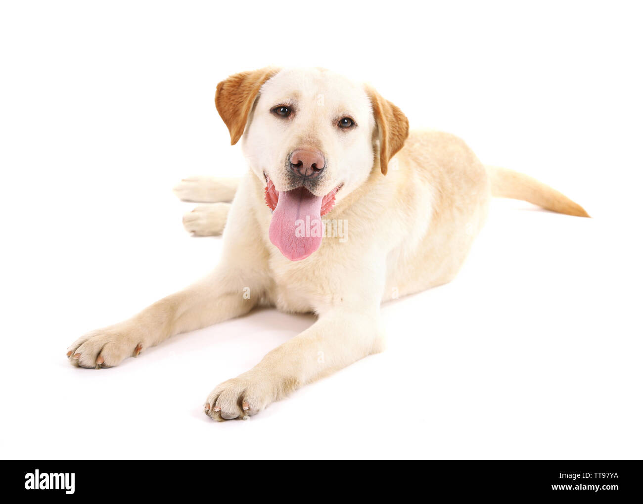 Cute dog isolated on white background Stock Photo - Alamy