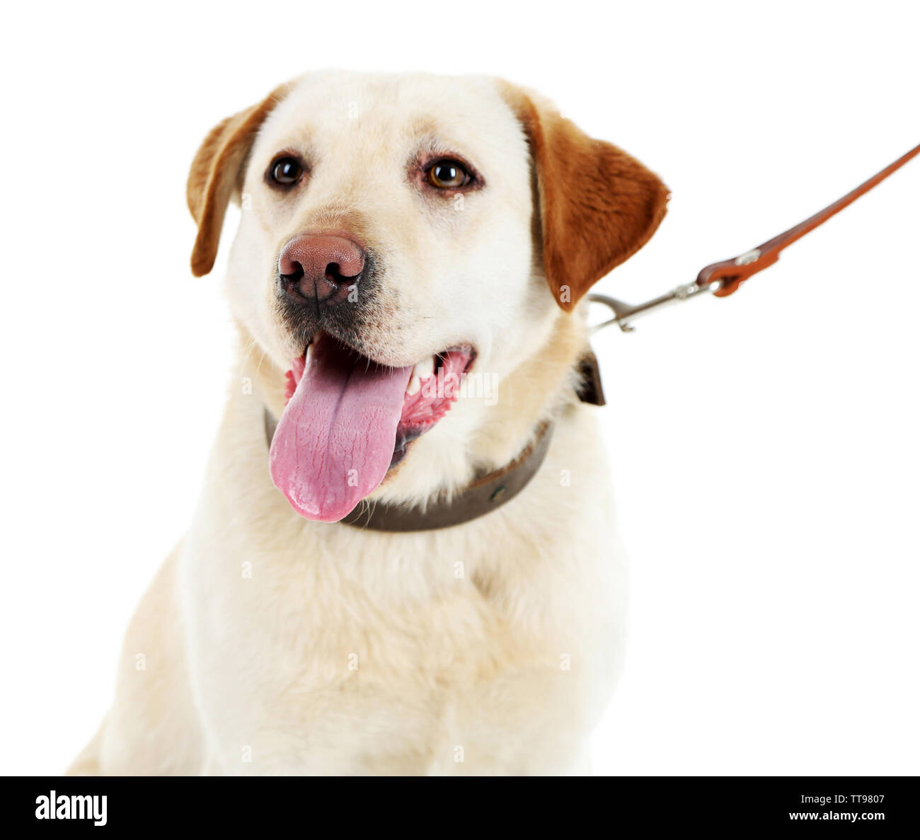 Cute dog with leash isolated on white background Stock Photo - Alamy