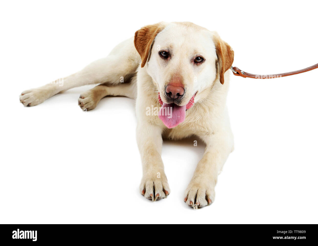 Cute dog with leash isolated on white background Stock Photo - Alamy