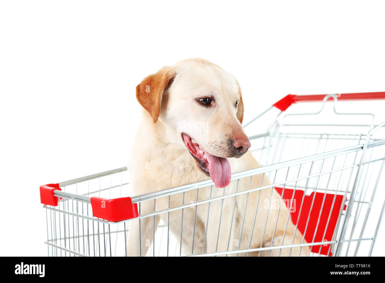 Dog in shopping cart isolated on white Stock Photo - Alamy