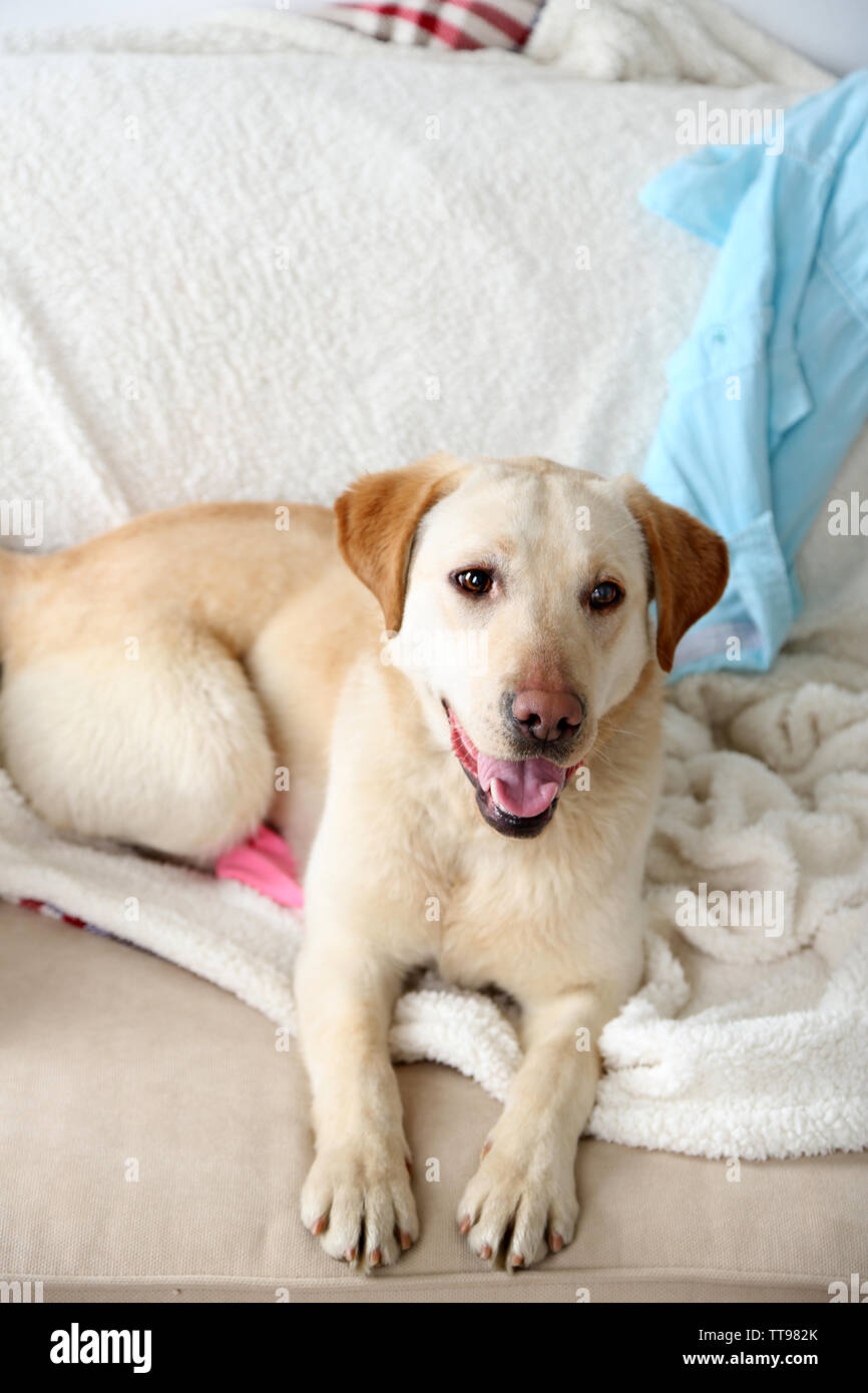 Dog in messy room, lying on sofa, close-up Stock Photo - Alamy