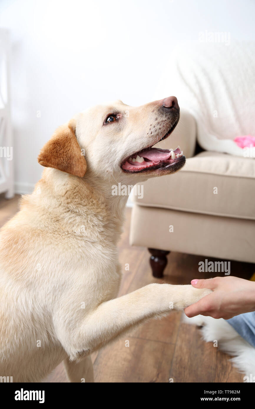 Dog in messy room Stock Photo - Alamy