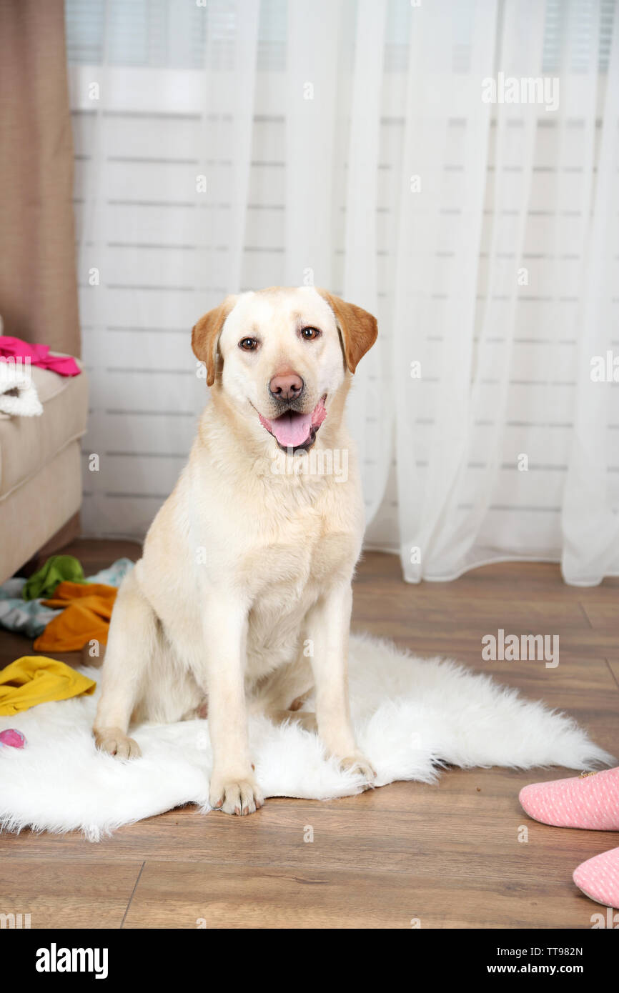 Dog messy house hi-res stock photography and images - Alamy